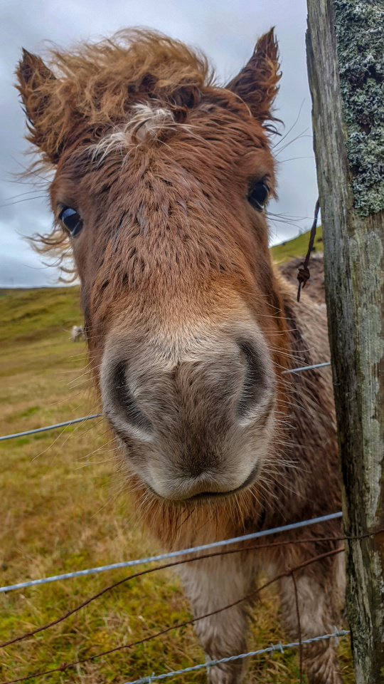 Peeking Pony | ZE1Christie | Blipfoto