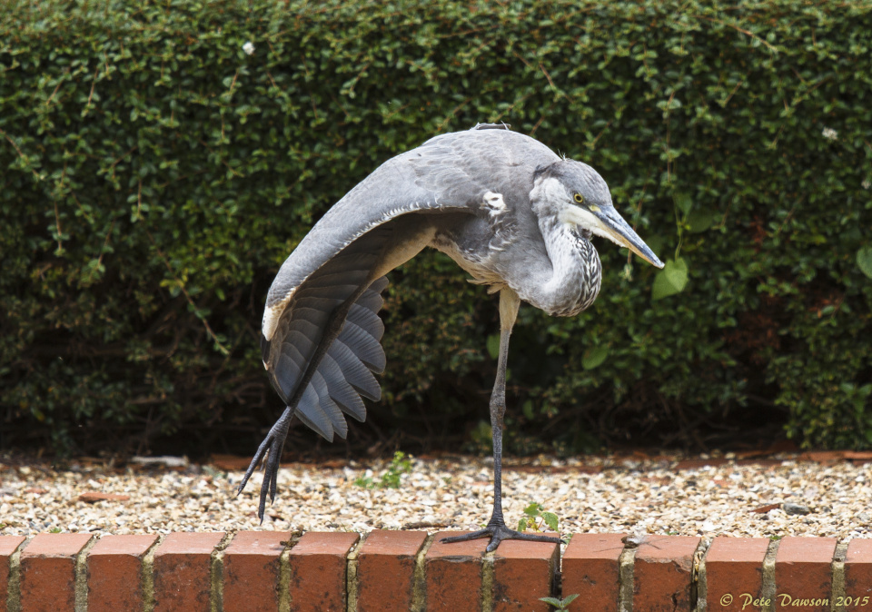 Mocking bird? | peterdawson28 | Blipfoto