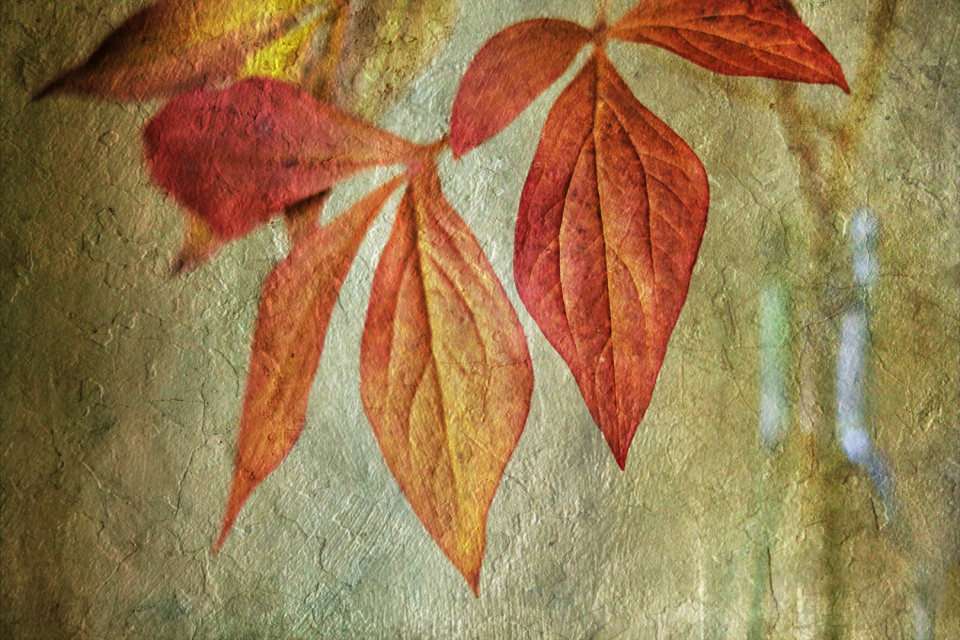 Autumn... | Miffy | Blipfoto