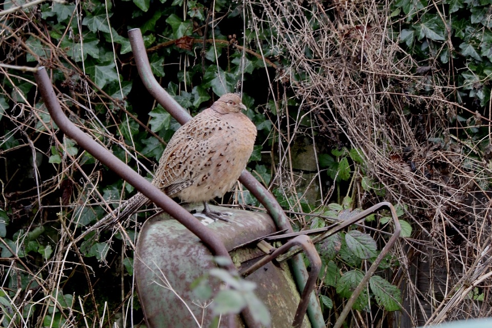 Garden visitor | Jaybay | Blipfoto