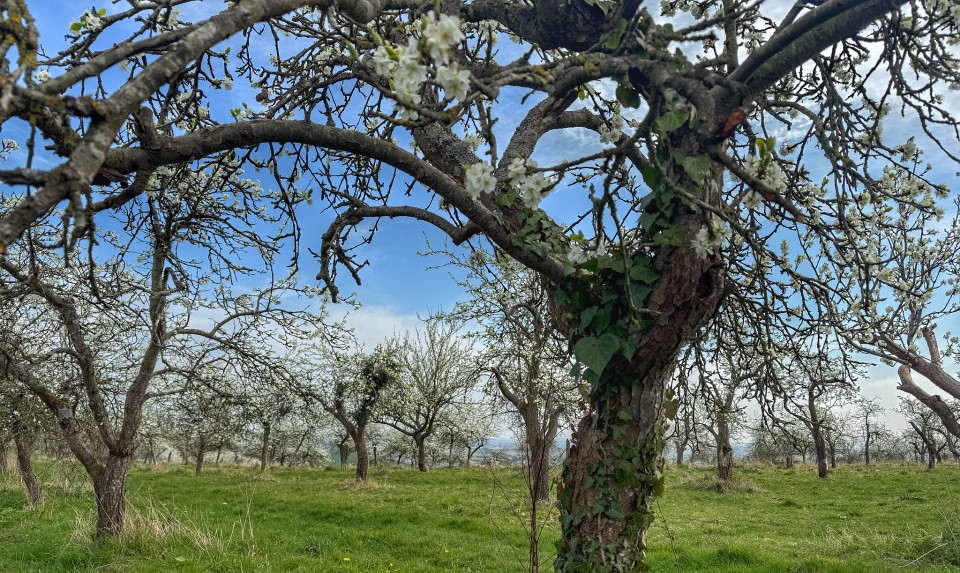 The Lenches | Technophobe | Blipfoto