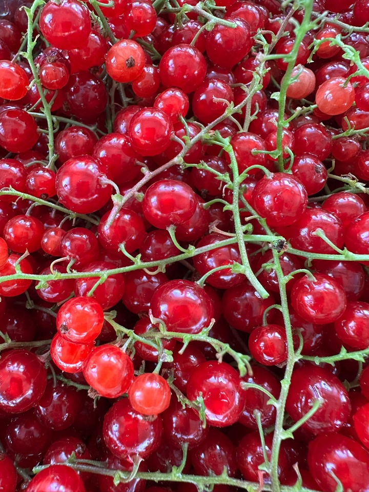 REDCURRANTS | EllyJay | Blipfoto