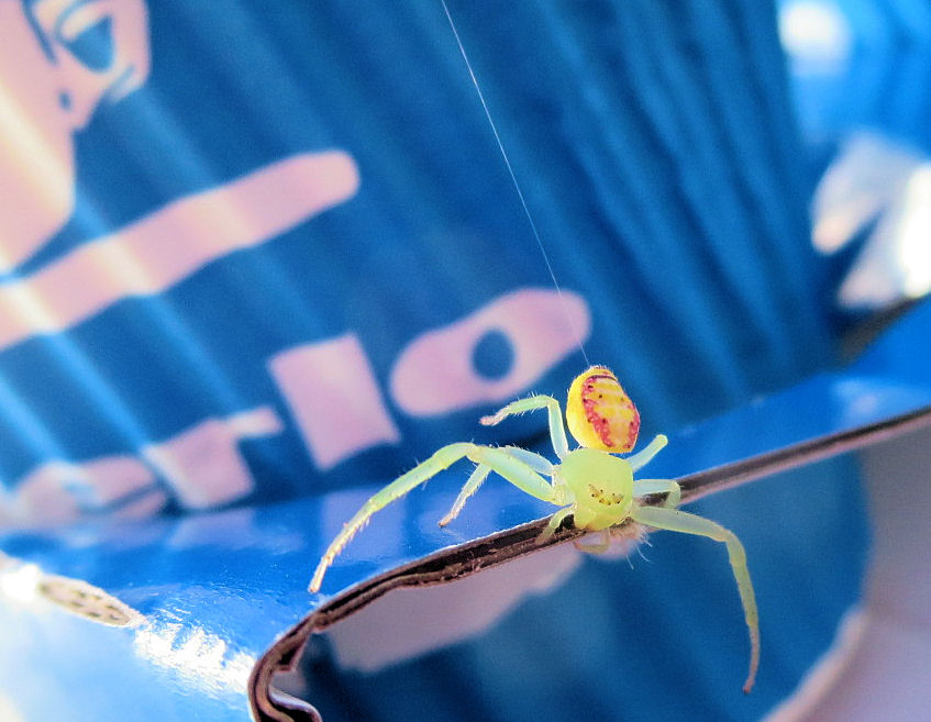 Coffee Spider? Flower Spider! | RosInAus | Blipfoto