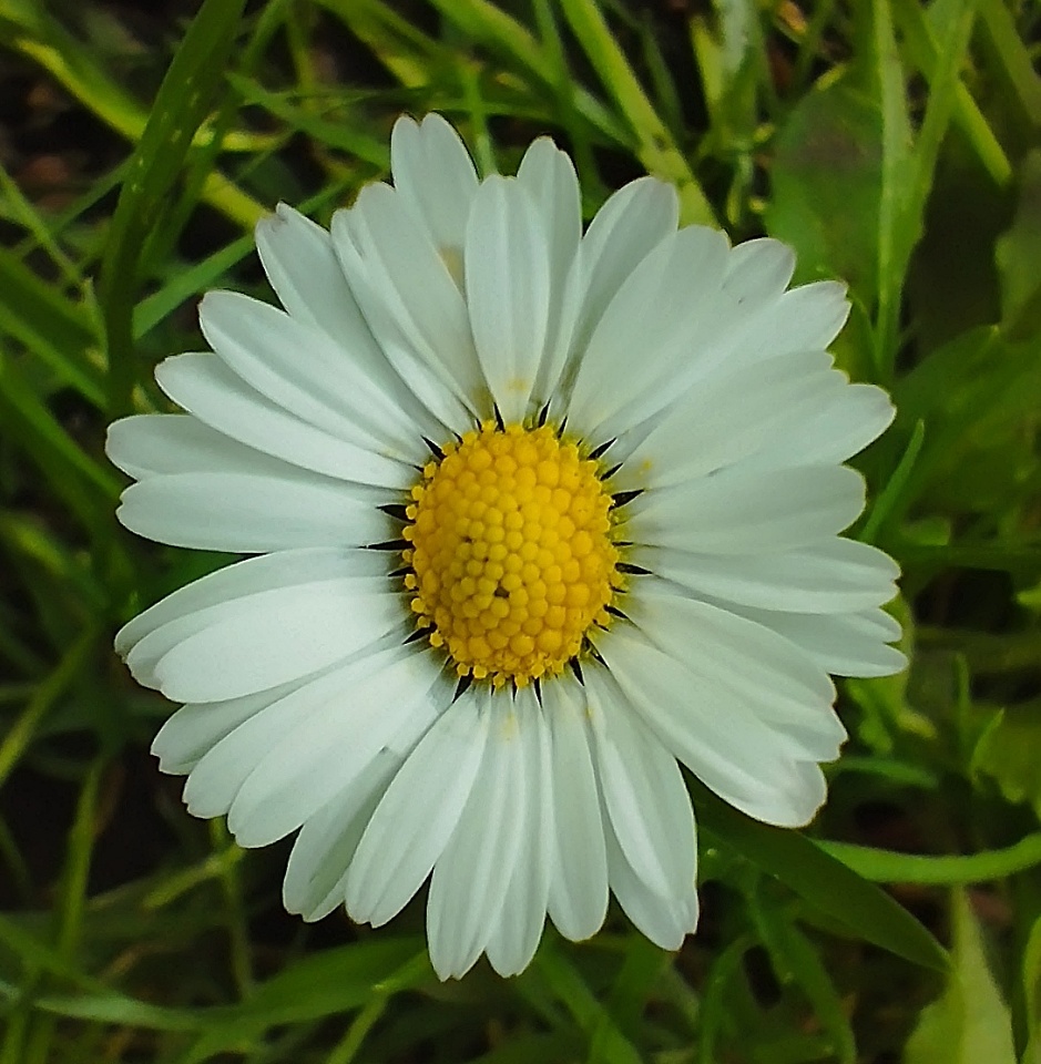 Daisy, Daisy........... | NotCuthbert | Blipfoto
