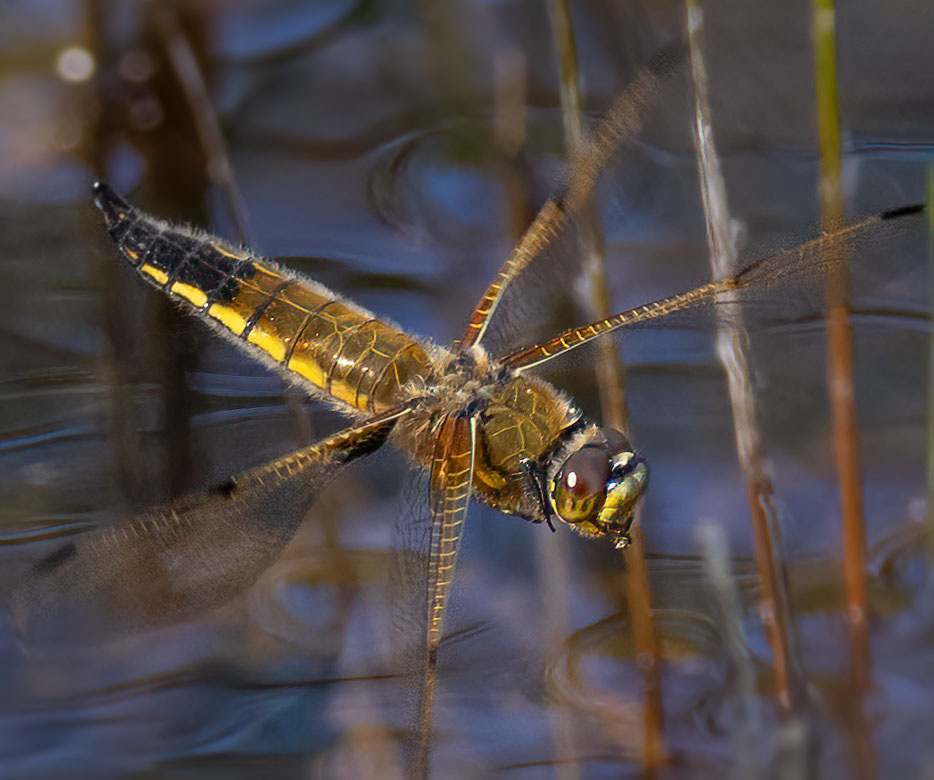 Chaser | Hillyblips | Blipfoto