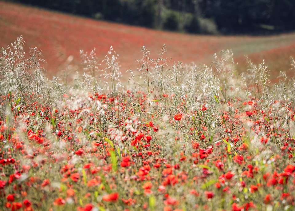 Poppy Field | AH14 | Blipfoto