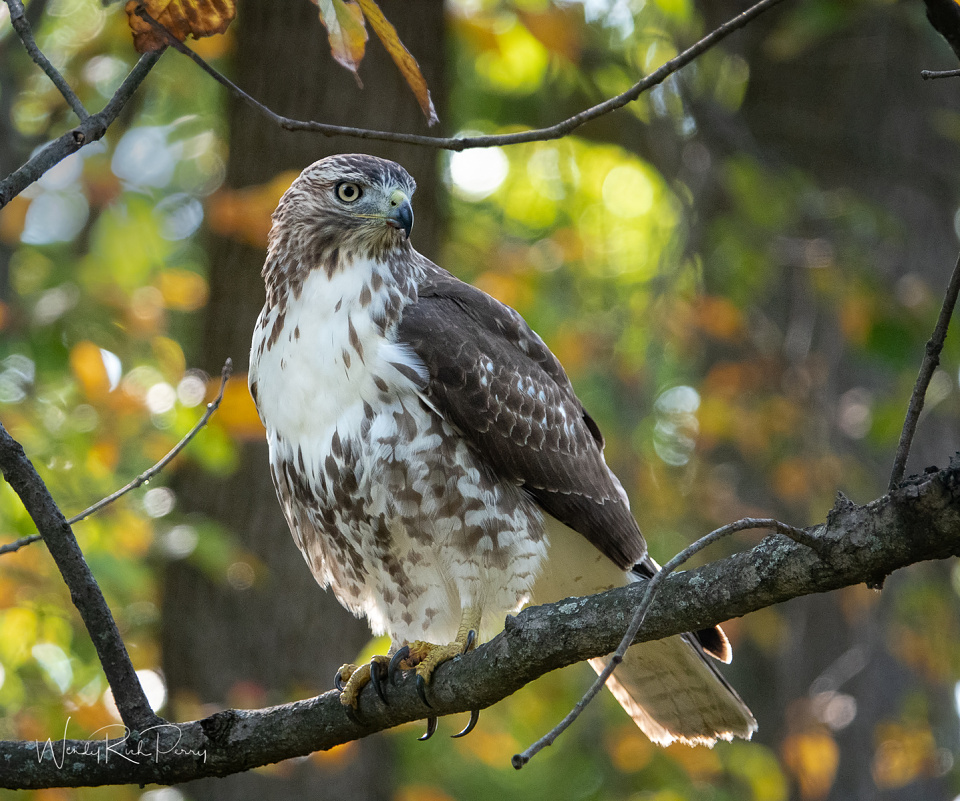 Juvenile Hawk | wrperry | Blipfoto
