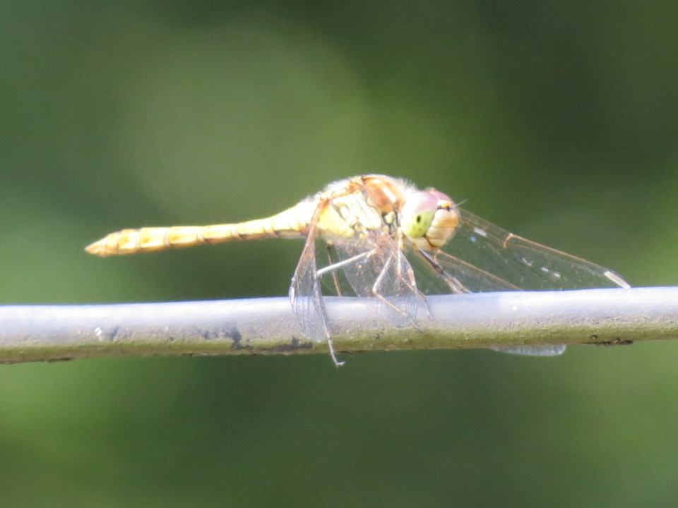 Dragonfly. | Midlander | Blipfoto