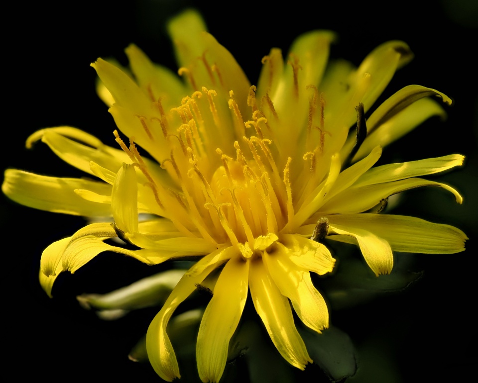 Dandelion | Technophobe | Blipfoto