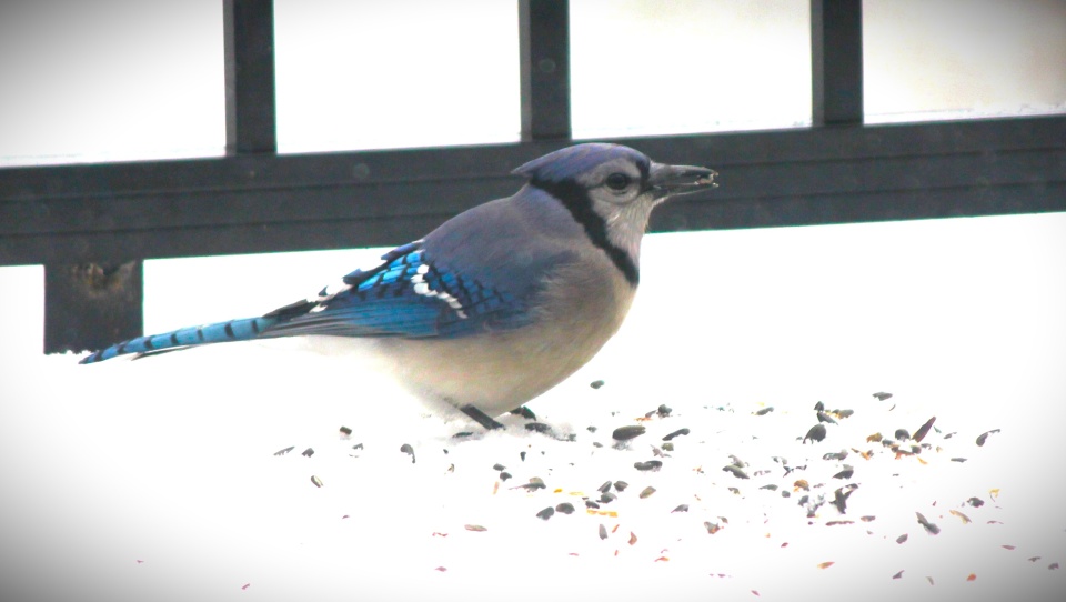 Wild blue jay | Naturelover | Blipfoto