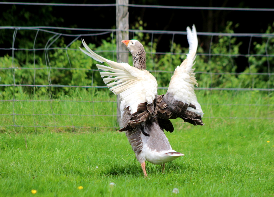 Taaa Daaaaaaaaaaaaa! | theBroon | Blipfoto