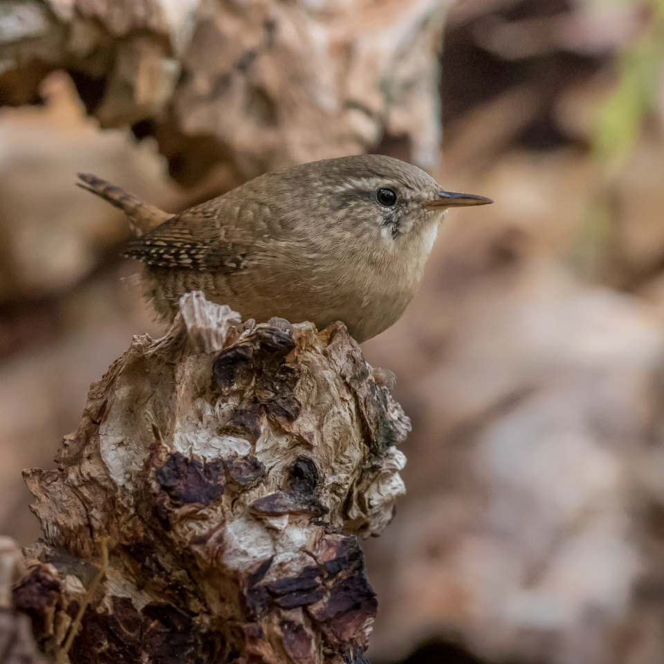 Gotcha | fotoday | Blipfoto