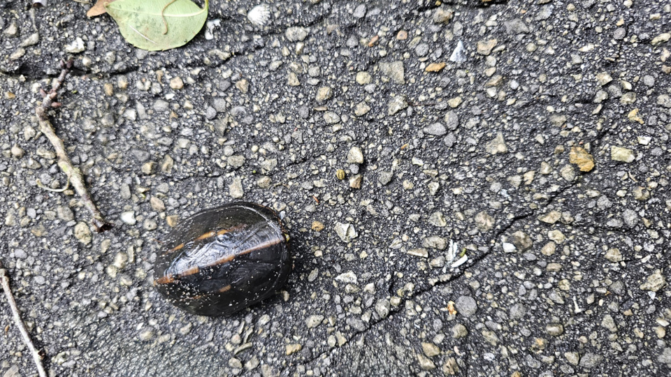 Tiny Turtle | bugsman | Blipfoto