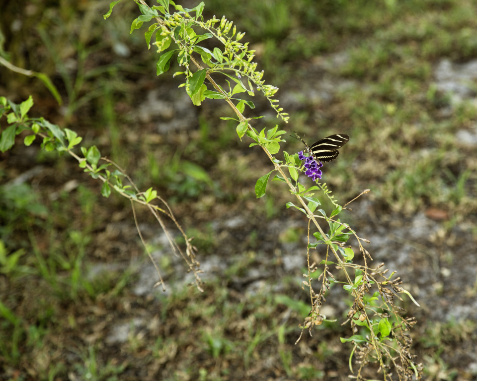 Yellow Zebra Butterfly | bugsman | Blipfoto