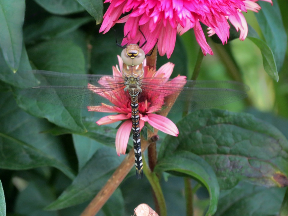 Dragonfly. | Midlander | Blipfoto