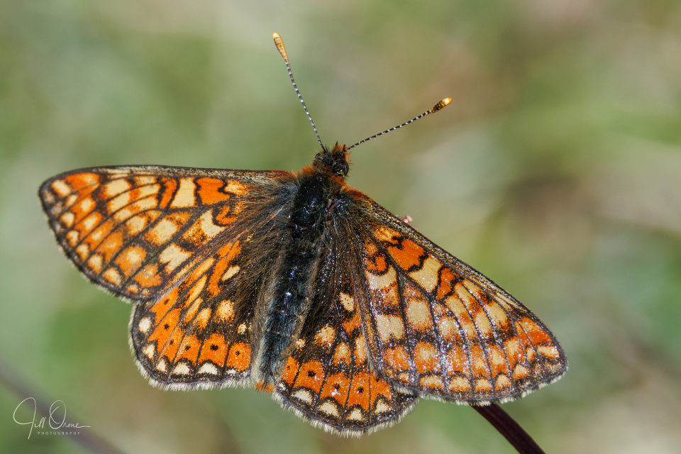 Small earlies | JDO | Blipfoto