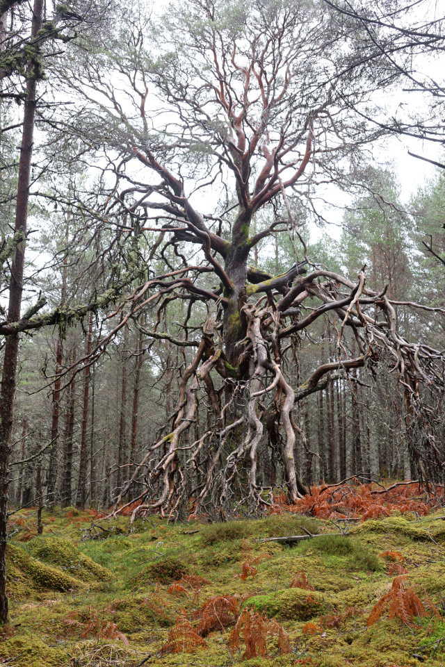 Ent in Black Wood of Rannoch | TheHairyPict | Blipfoto