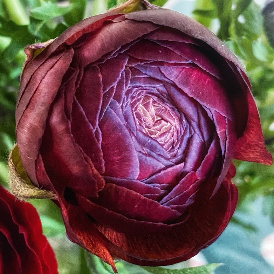 Maroon ranunculus | Ingeborg | Blipfoto