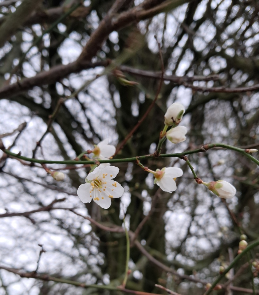 Blossom | Midlander | Blipfoto