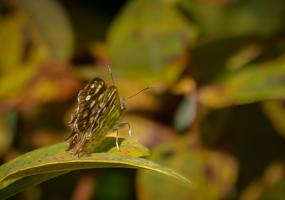 Butterfly | davidc | Blipfoto