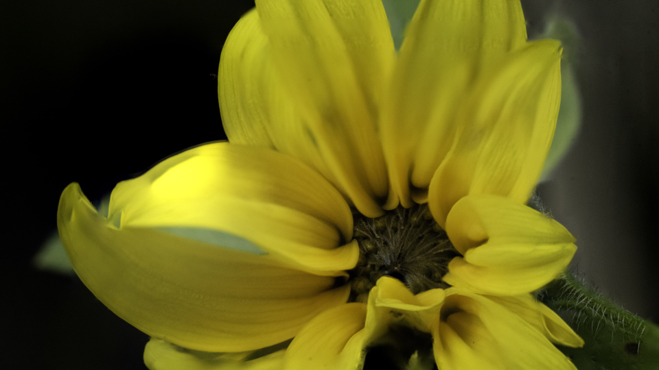 Still flower outside | Terje | Blipfoto