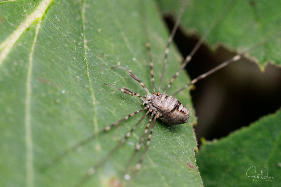 Lumpy | JDO | Blipfoto