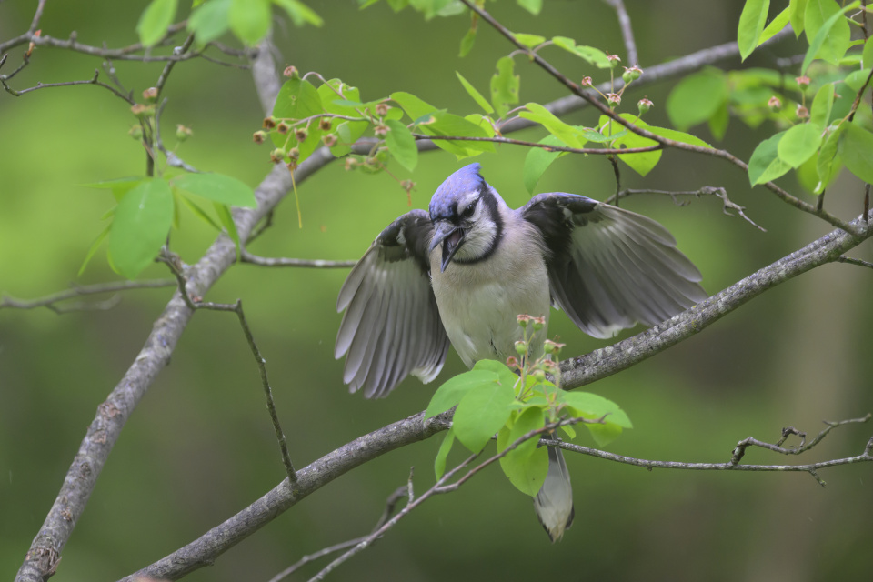 Courtship | dbifulco | Blipfoto