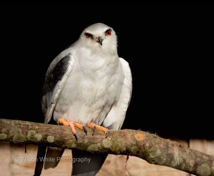 Baytree’s Owl and Wildlife Centre | Alison666 | Blipfoto