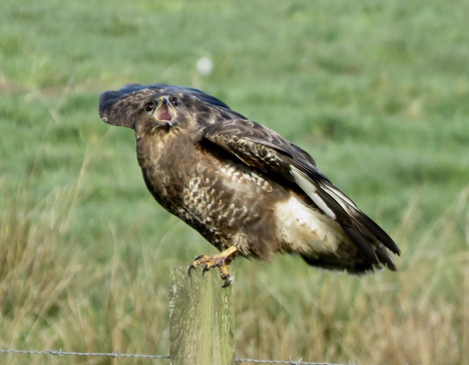 BUZZARD UNDER ATTACK. | Larchlea | Blipfoto