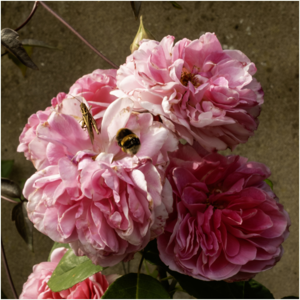 Flower Friday | Terrifo | Blipfoto