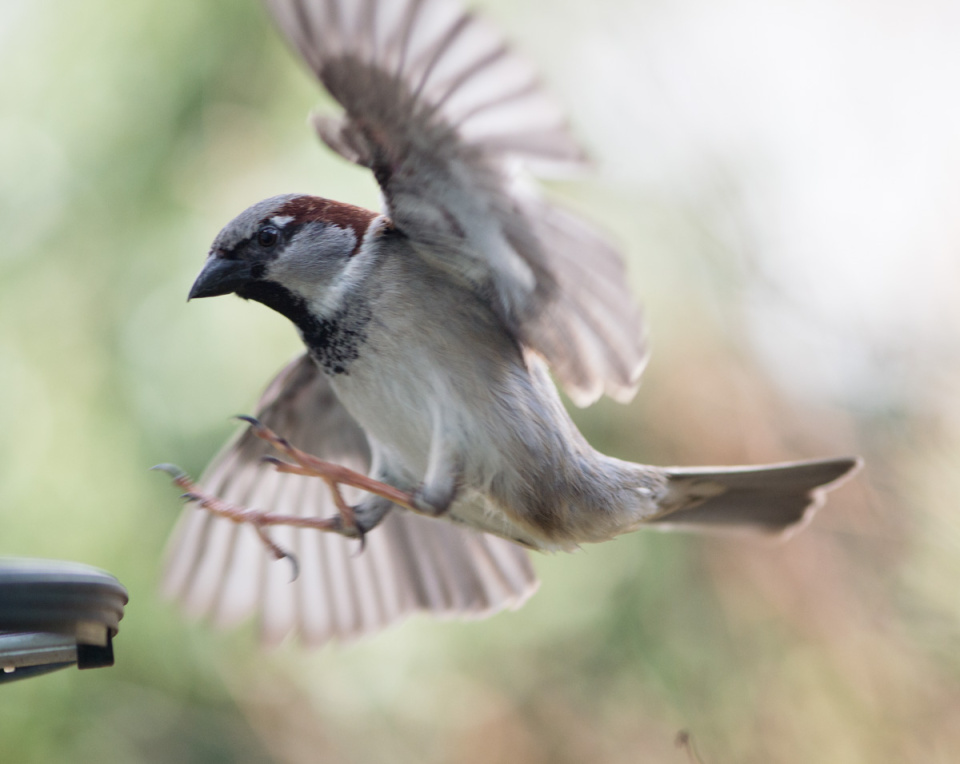 Sparra | maxellis | Blipfoto