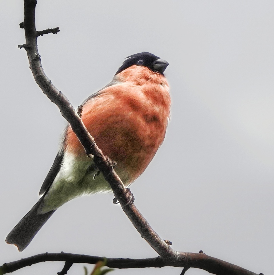 Beautiful Bullfinch | Tweedy | Blipfoto