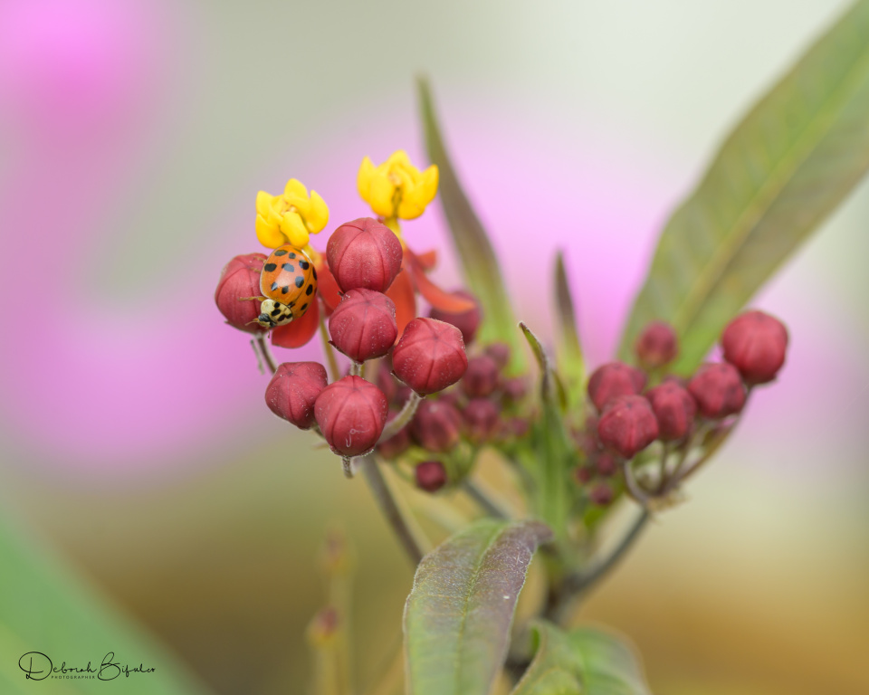 Colors | dbifulco | Blipfoto