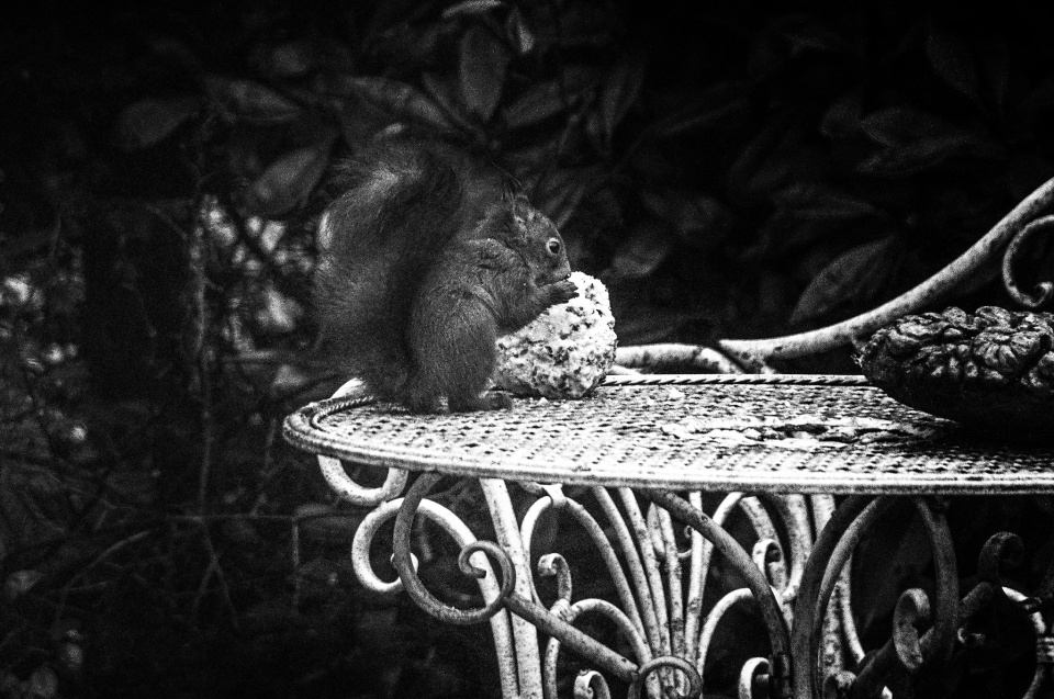 Low key squirrel | Ingeborg | Blipfoto