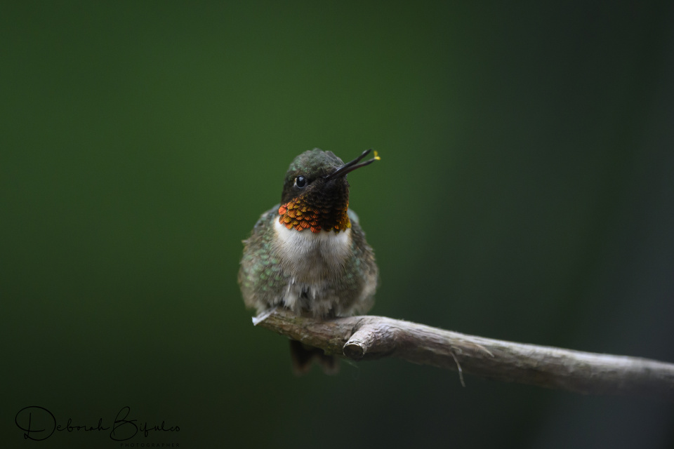 Tiny Warrior | dbifulco | Blipfoto