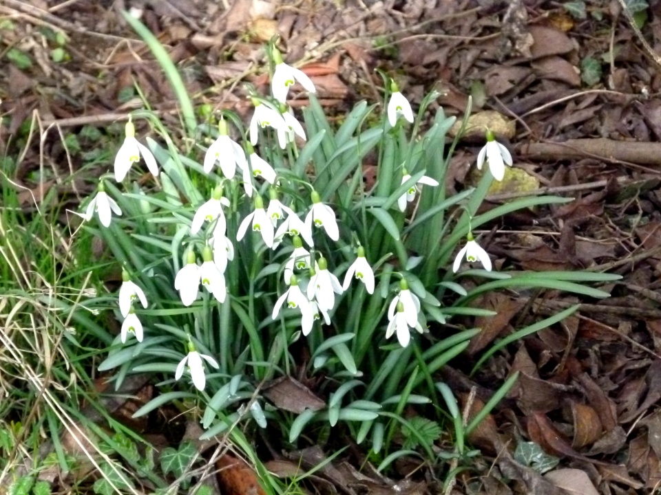 Snowdrops | GrumpyOldGit | Blipfoto