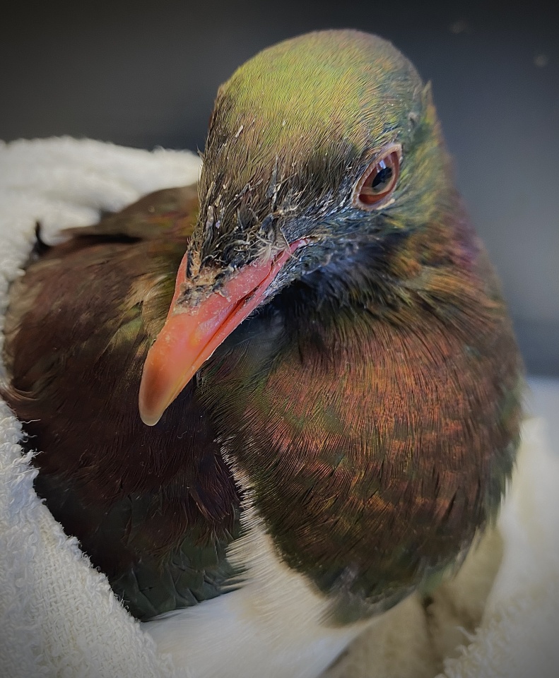 Baby kereru | GingerNan | Blipfoto