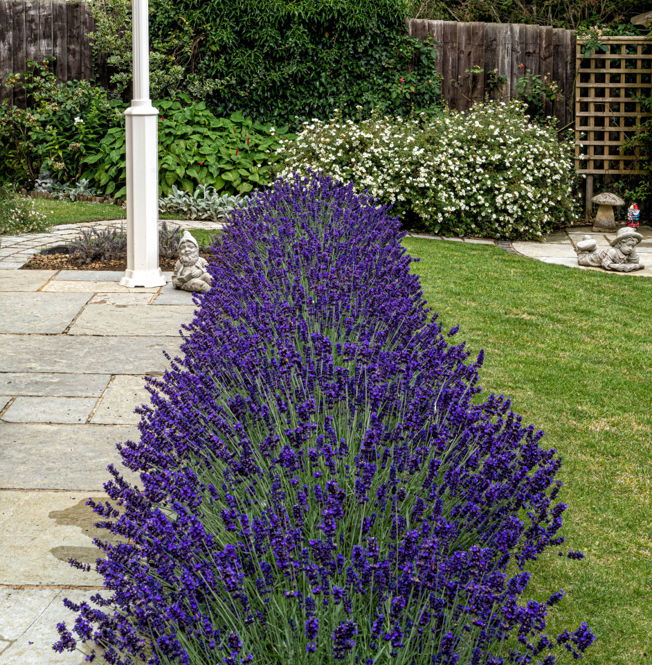 Cotswold Lavender | fitzbilly | Blipfoto