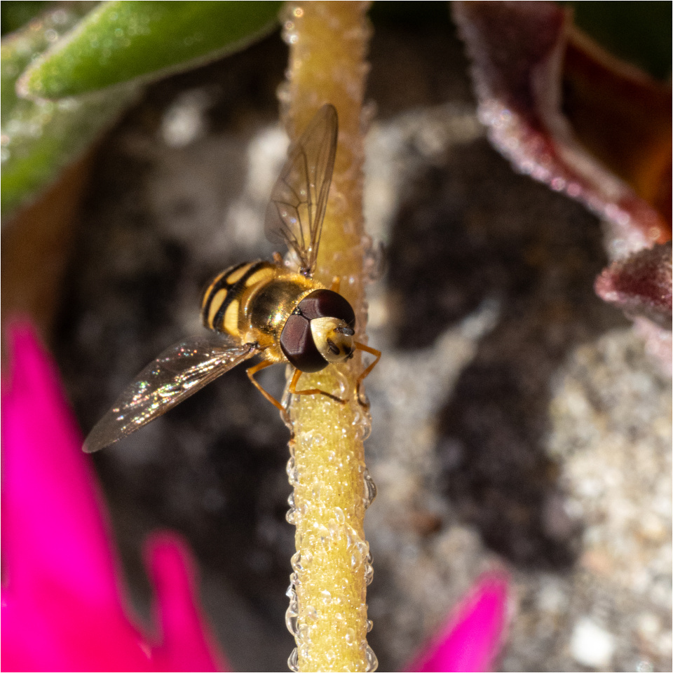 Hoverfly | suejay50 | Blipfoto