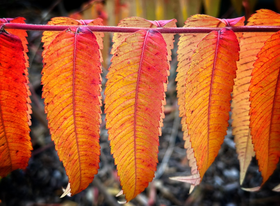 More autumn leaves | Technophobe | Blipfoto