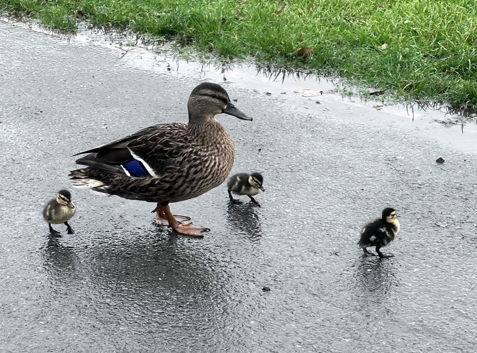Nice weather for ducks... | Damnonii | Blipfoto