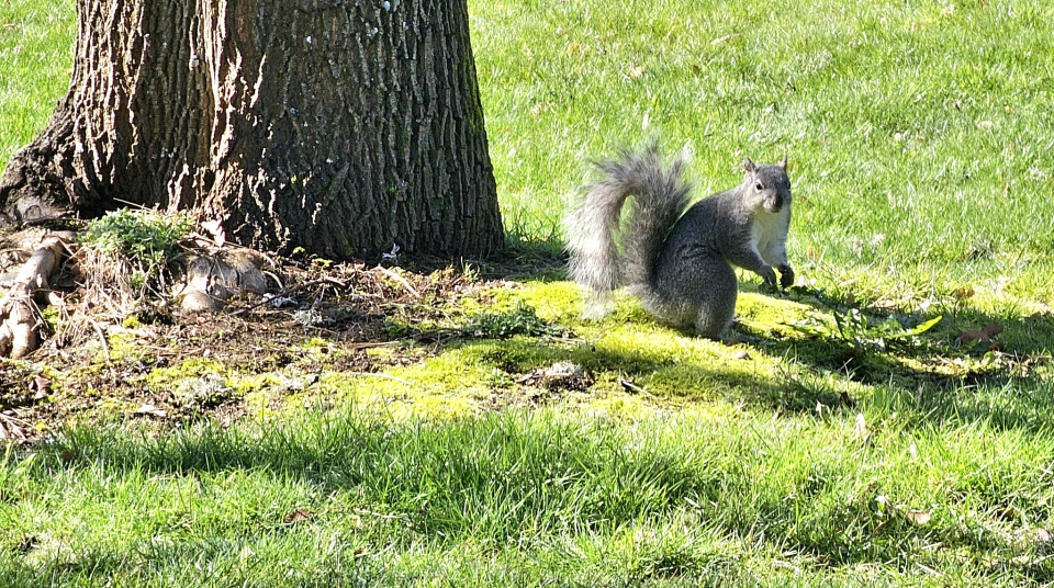 Gray Squirrel | RonaldBerry | Blipfoto
