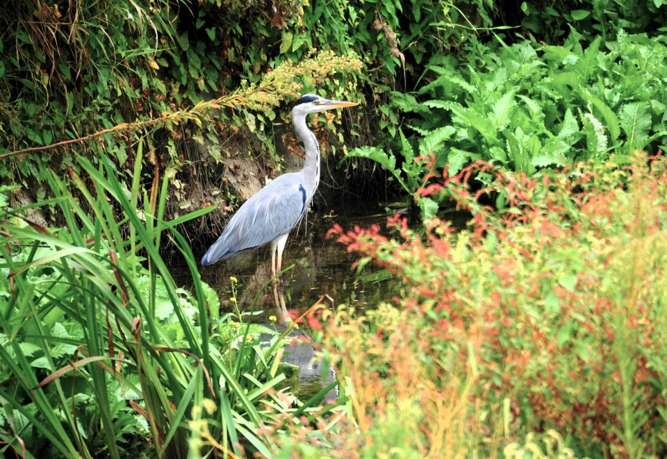 Heron | pkln | Blipfoto