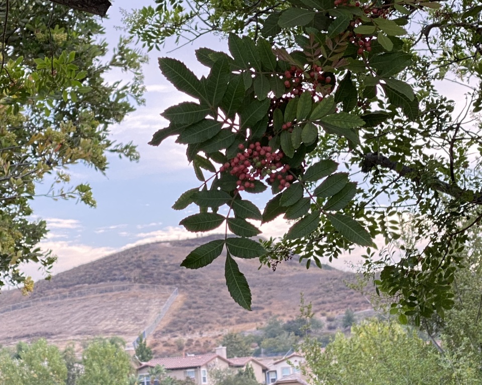 BRAZILIAN PEPPERTREE: SCHINUS terebinthifolia | simisue | Blipfoto