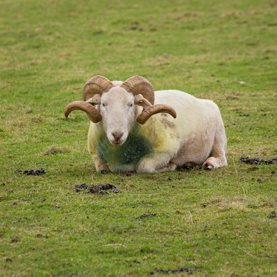 Resting Ram | madwill | Blipfoto