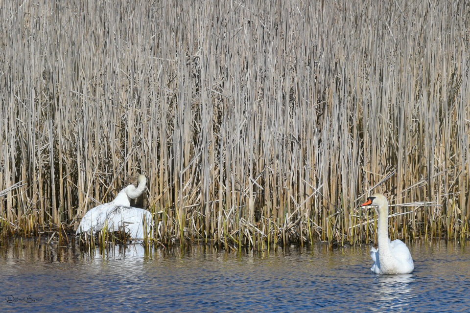 Life and Death in the Marsh | dbifulco | Blipfoto