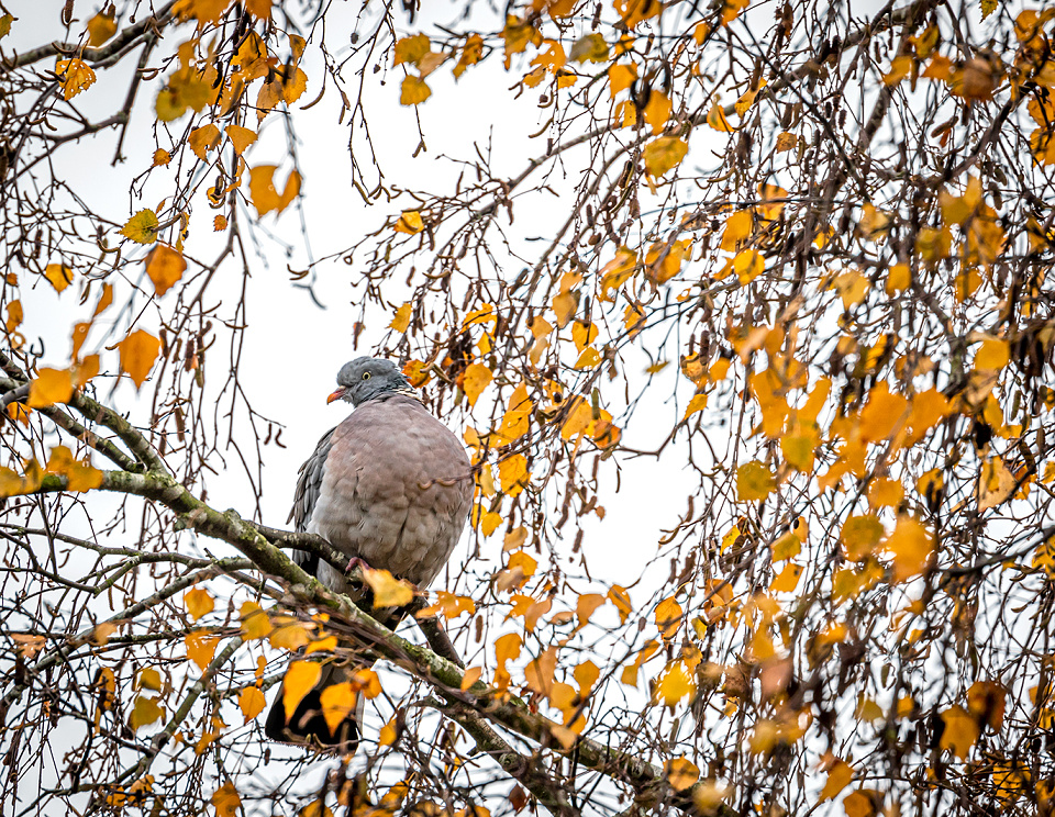 Pigeon And Autumn Leaves | pplnani | Blipfoto
