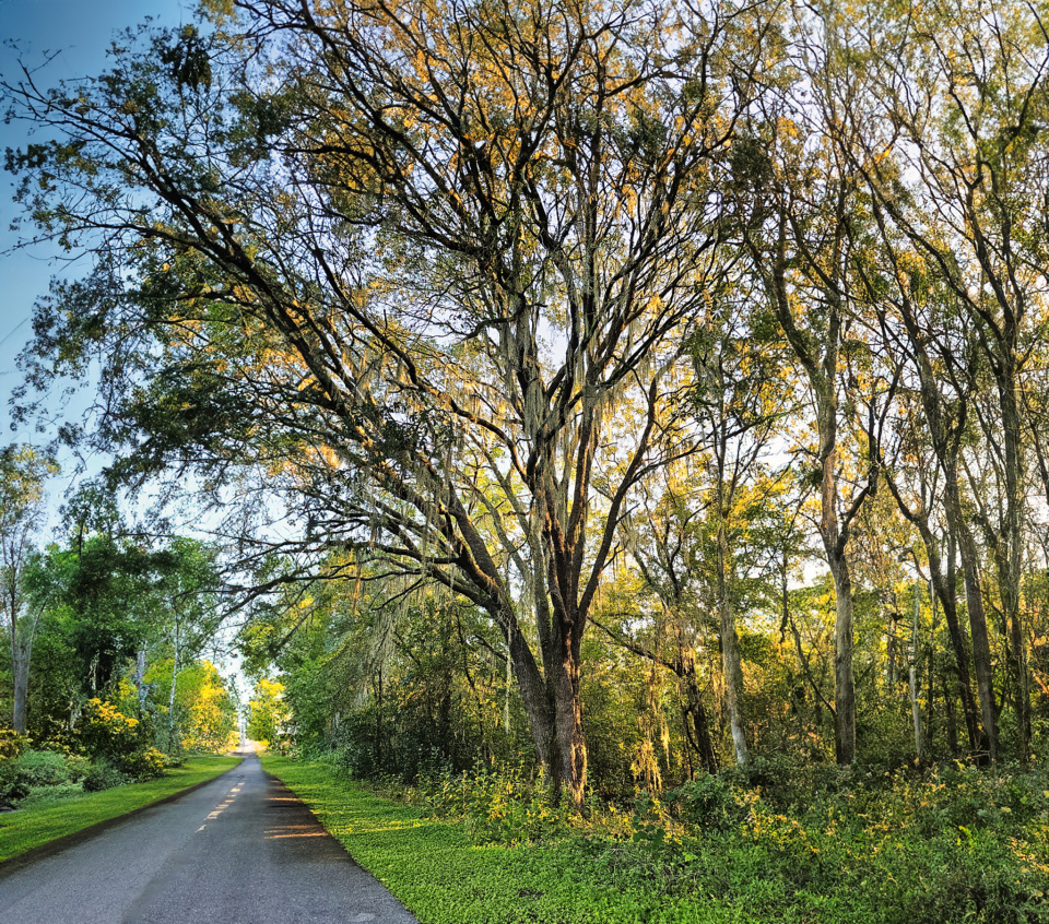 My Morning Walk | bugsman | Blipfoto