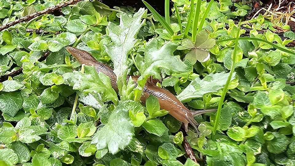 Slug Slide | RonaldBerry | Blipfoto