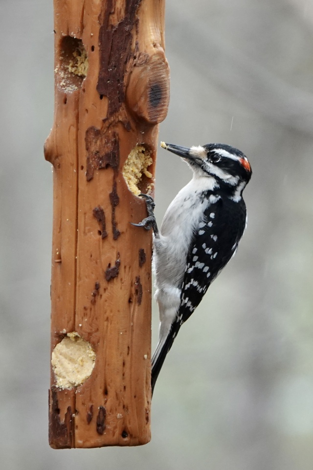 Hairy Woodpecker | Kimb | Blipfoto